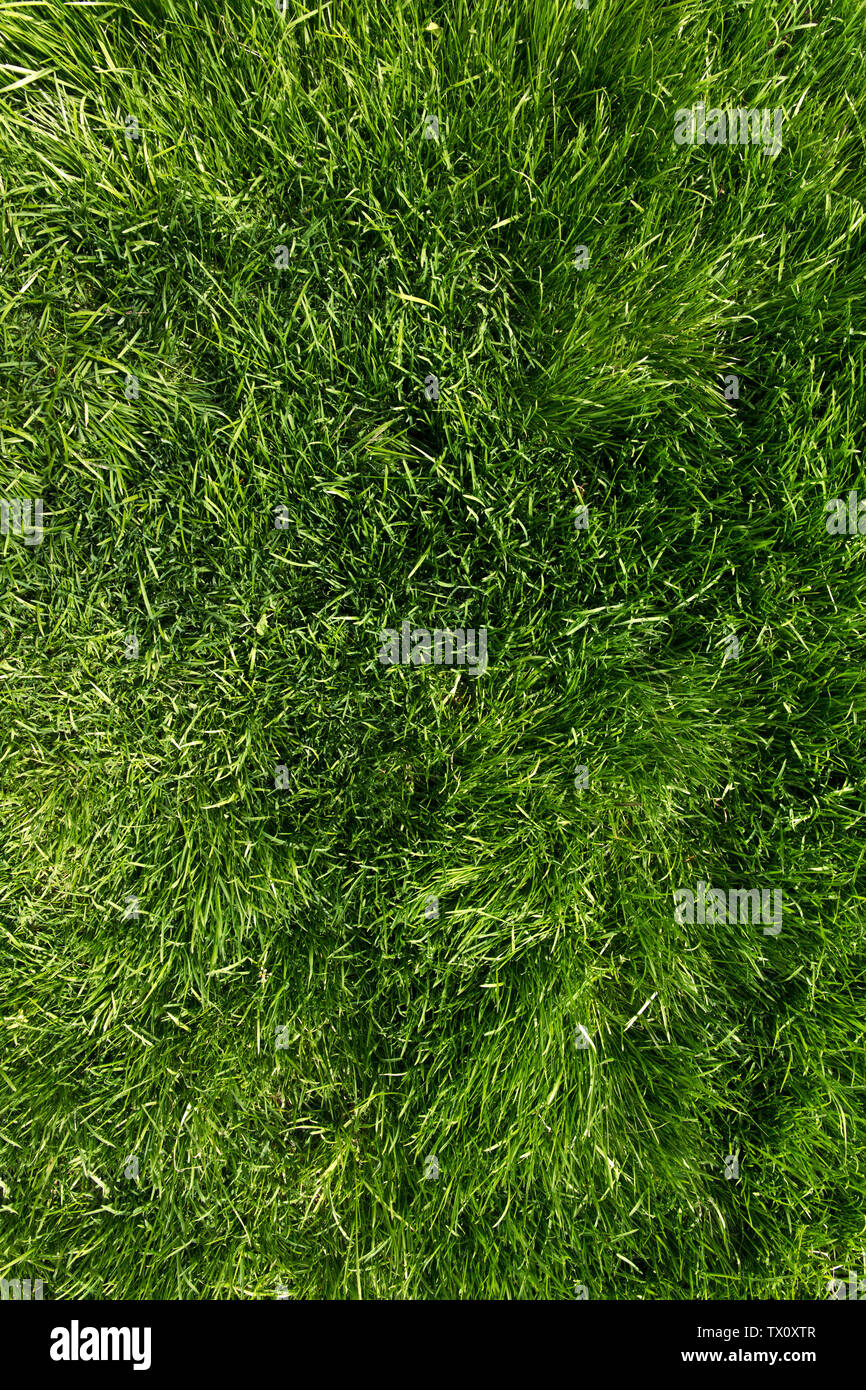 Grass background material Stock Photo - Alamy