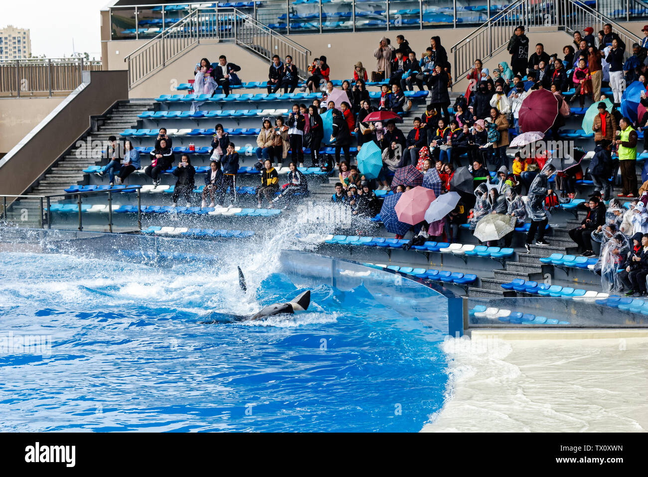killer whale show Stock Photo - Alamy