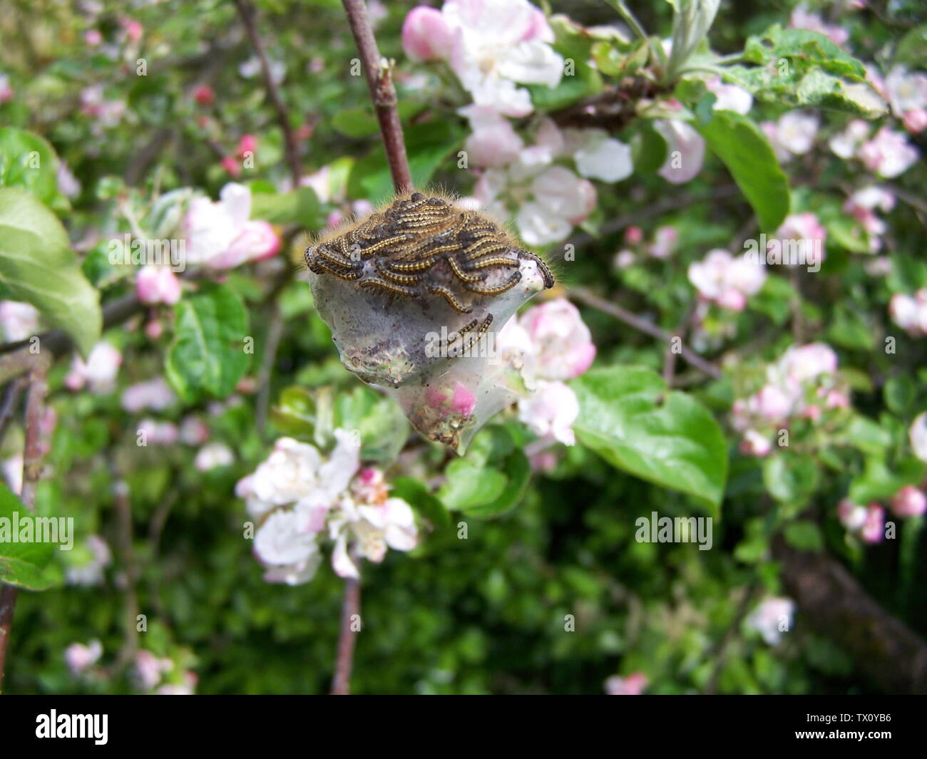 Caterpillars hatching on an apple tree hi-res stock photography and ...