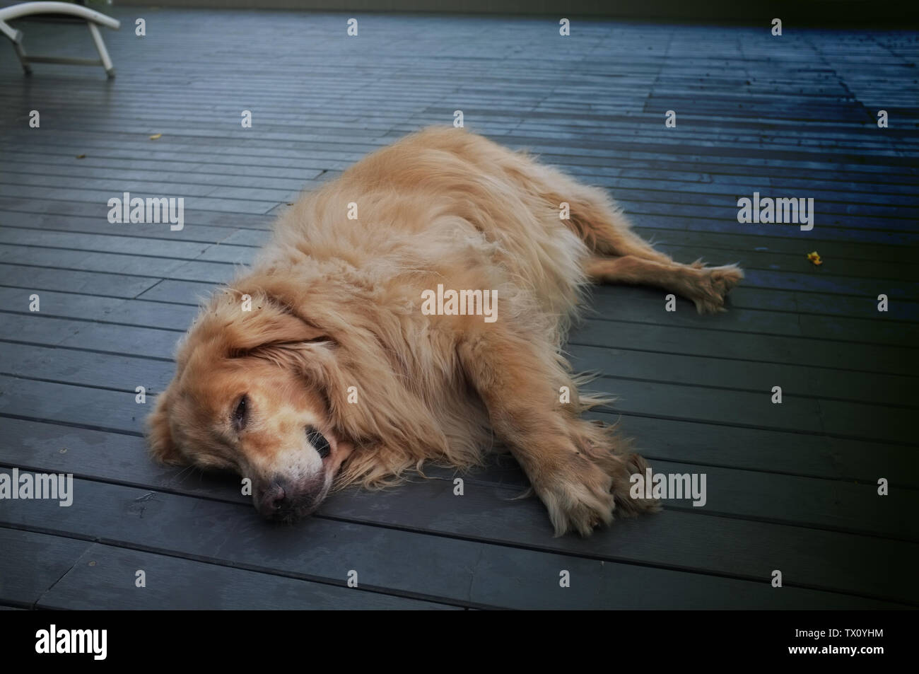 Old fat labrador hi-res stock photography and images - Alamy