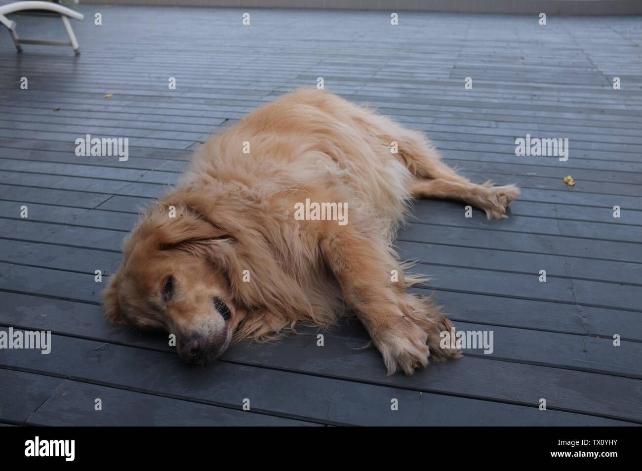 Fat labrador retriever sleep Stock Photo - Alamy