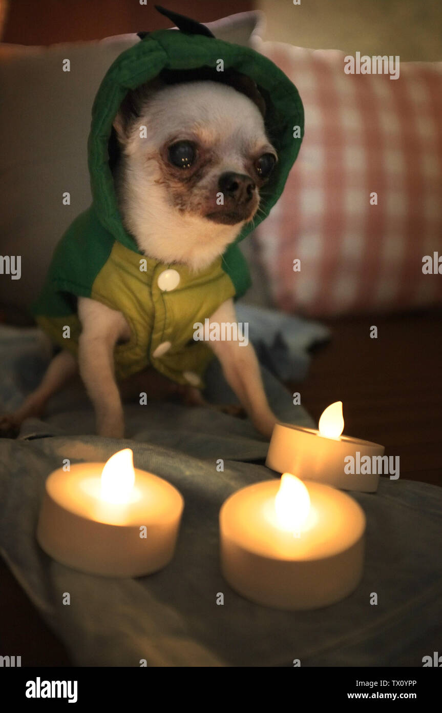 Dog fancy dress hi-res stock photography and images - Alamy