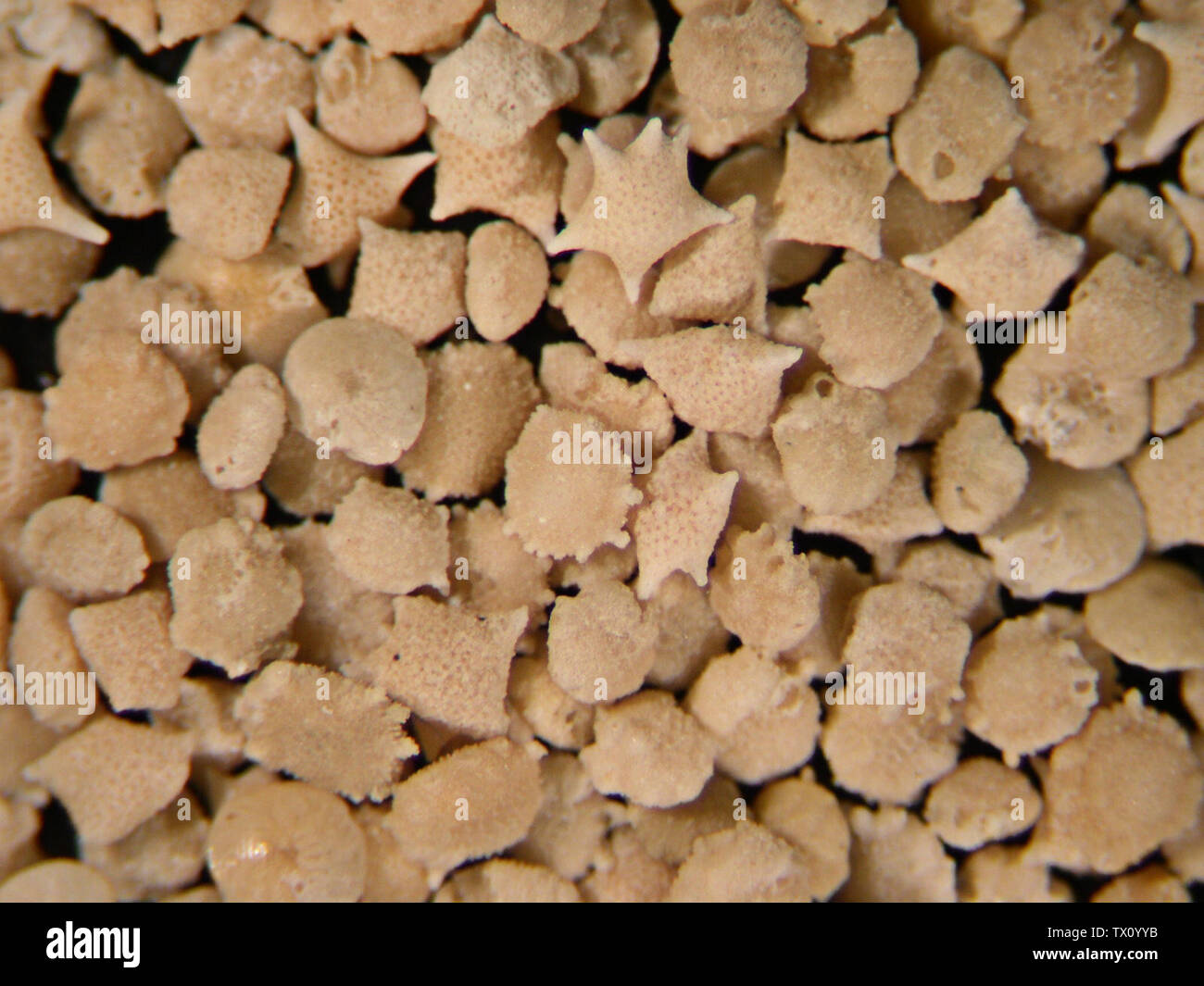 Foraminiferan or foraminifera hi-res stock photography and images - Alamy