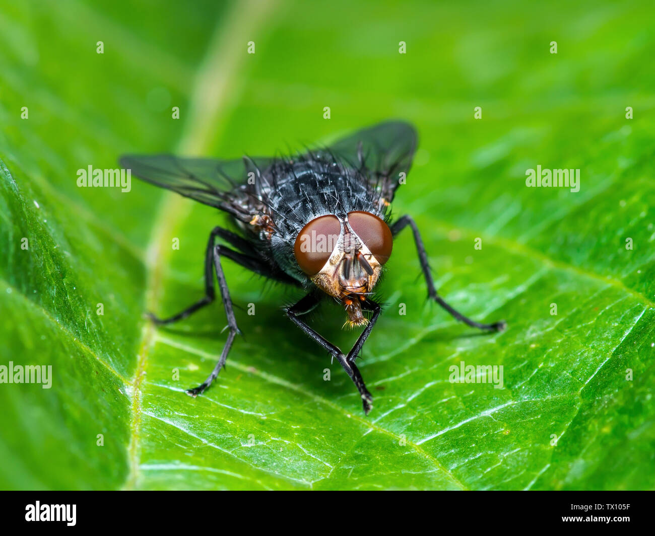 Exotic Drosophila Fruit Fly Diptera Insect on Plant Leaf Stock Photo ...
