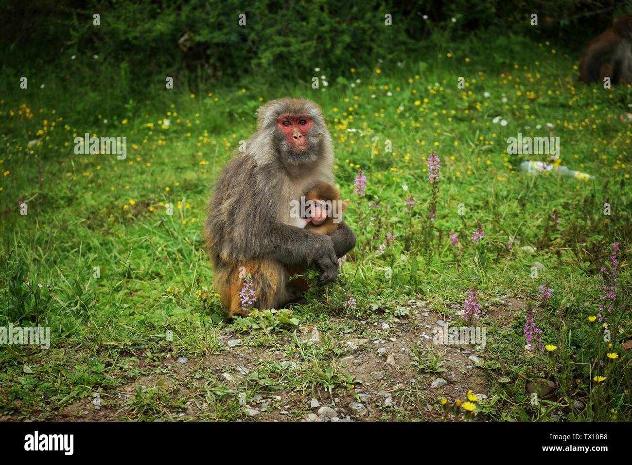 Tibetan macaque monkeys hi-res stock photography and images - Alamy