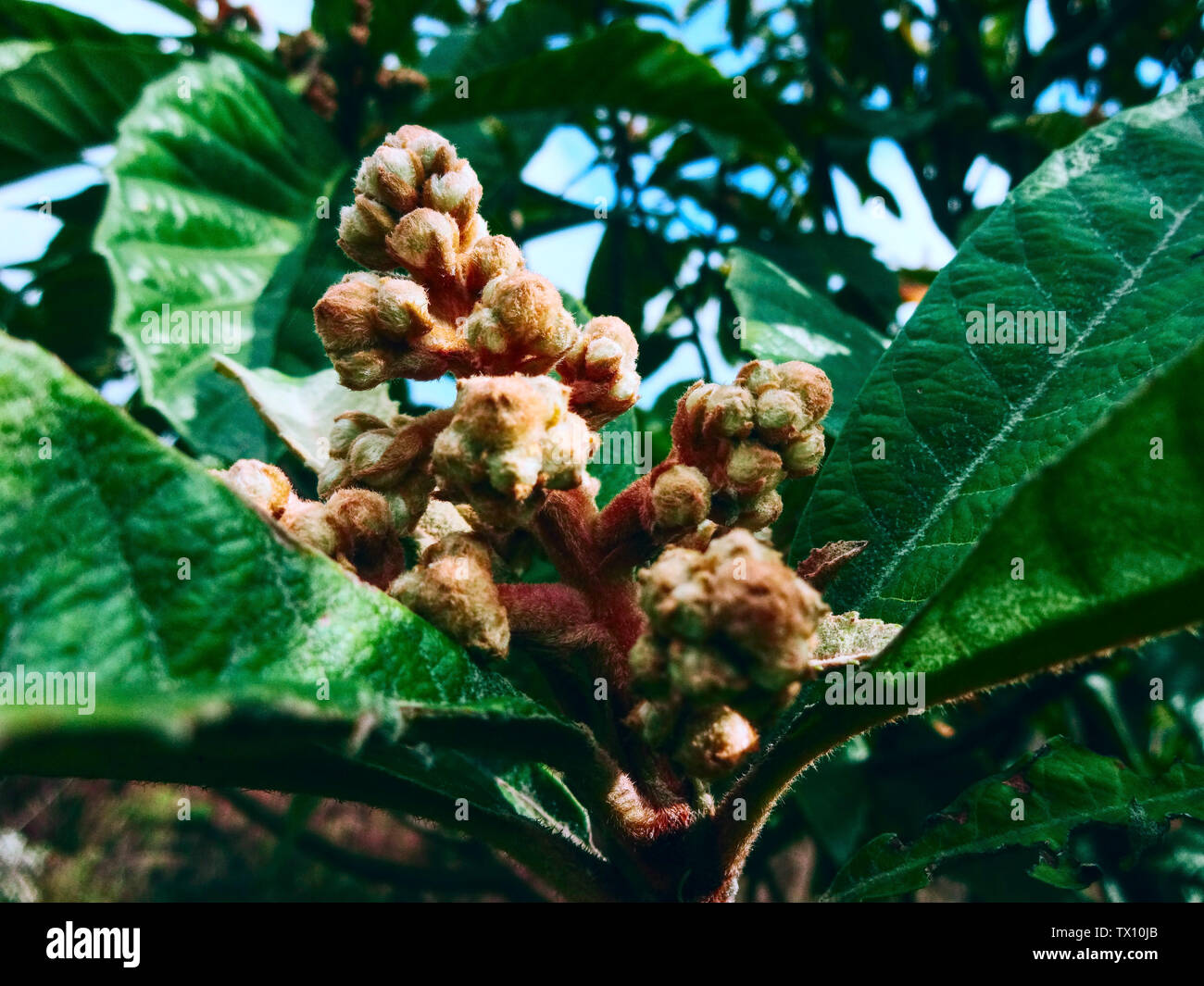 Loquat tree hi-res stock photography and images - Alamy