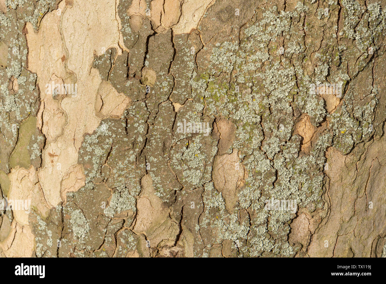 Close up image of mottled sycamore tree bark for background Stock Photo ...