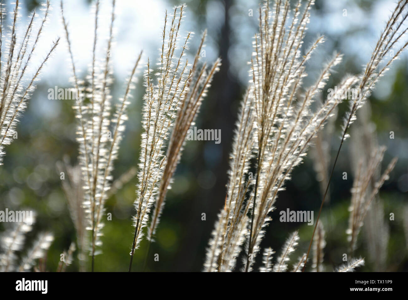 Copper money grass hi-res stock photography and images - Alamy