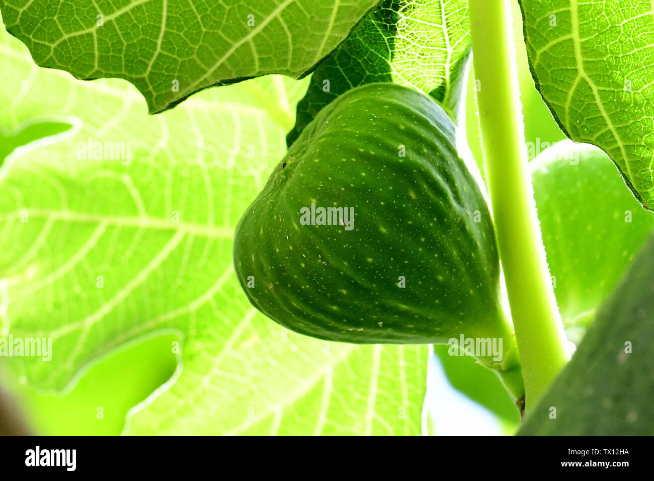 Green fig on the figtree Stock Photo - Alamy
