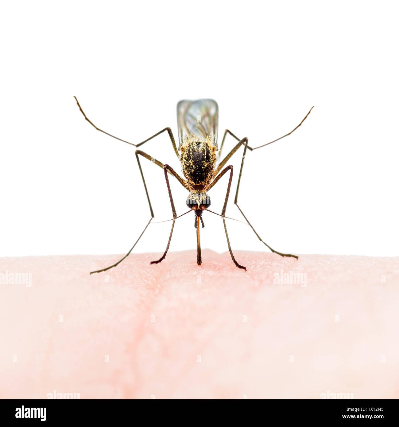 Yellow Fever, Malaria or Zika Virus Infected Mosquito Insect Bite ...