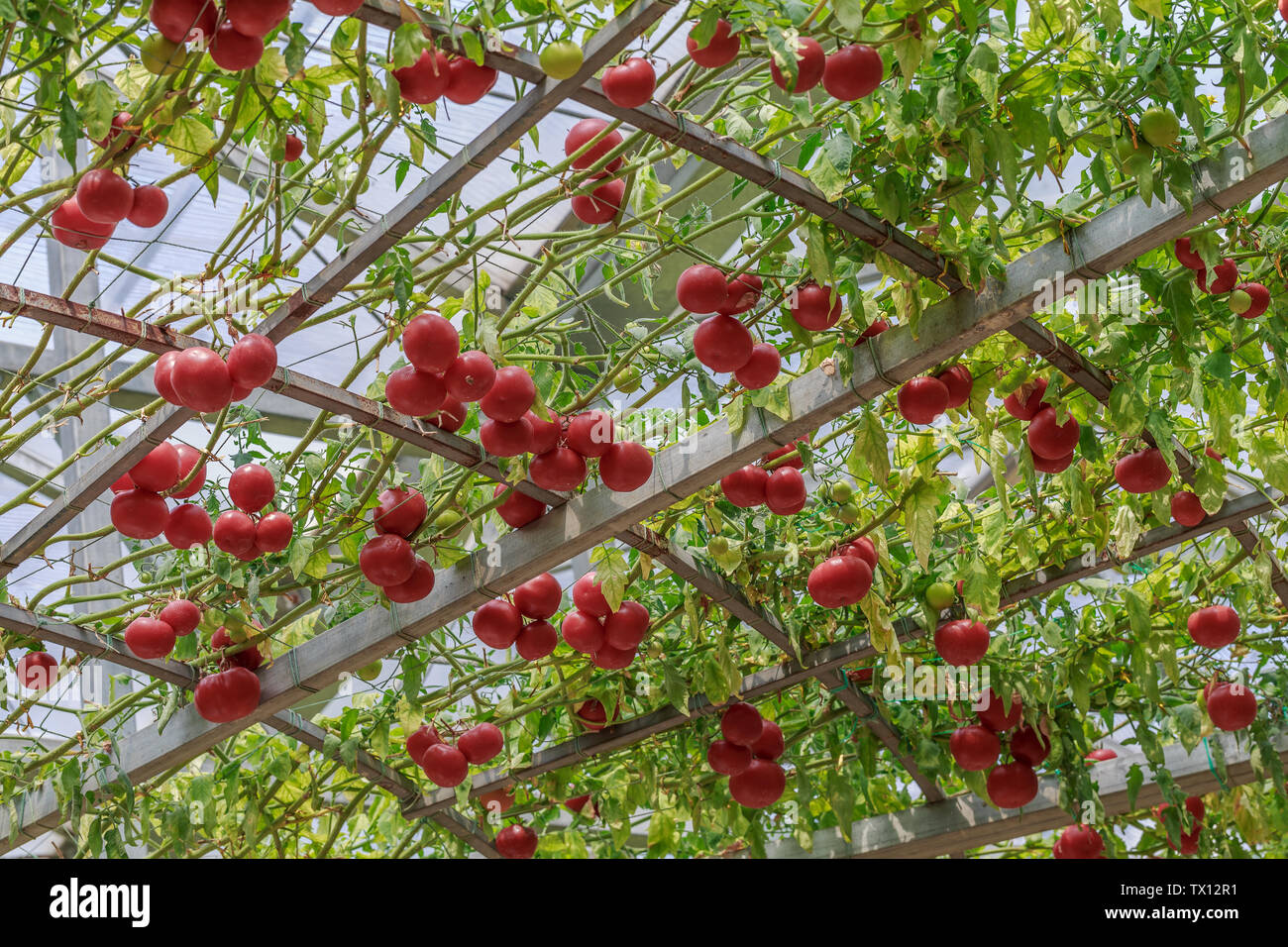 Small tomatoes tomato saint fruit hi-res stock photography and images ...