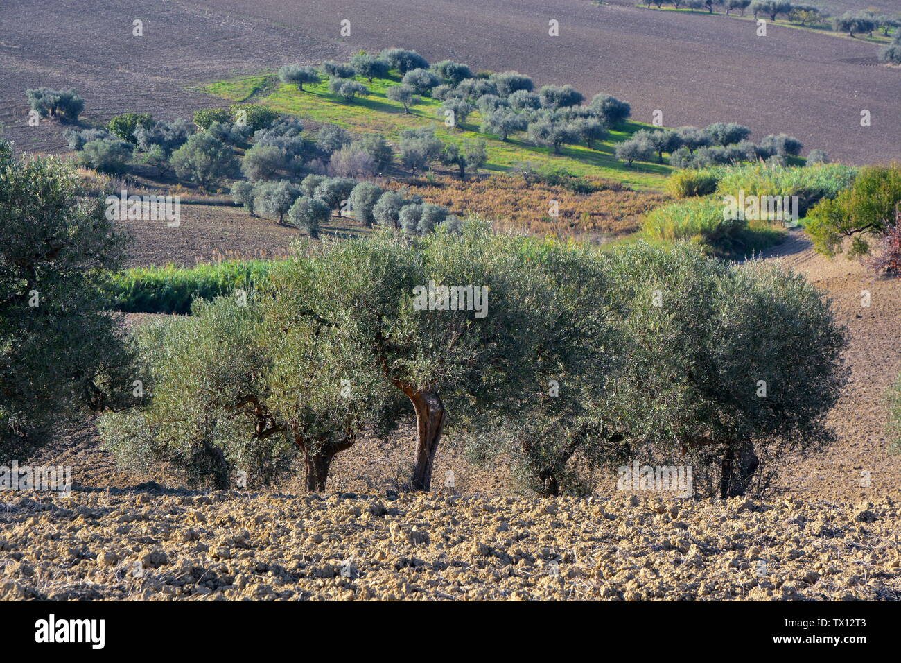 Olive groves in the countryside of southern Italy Stock Photo - Alamy