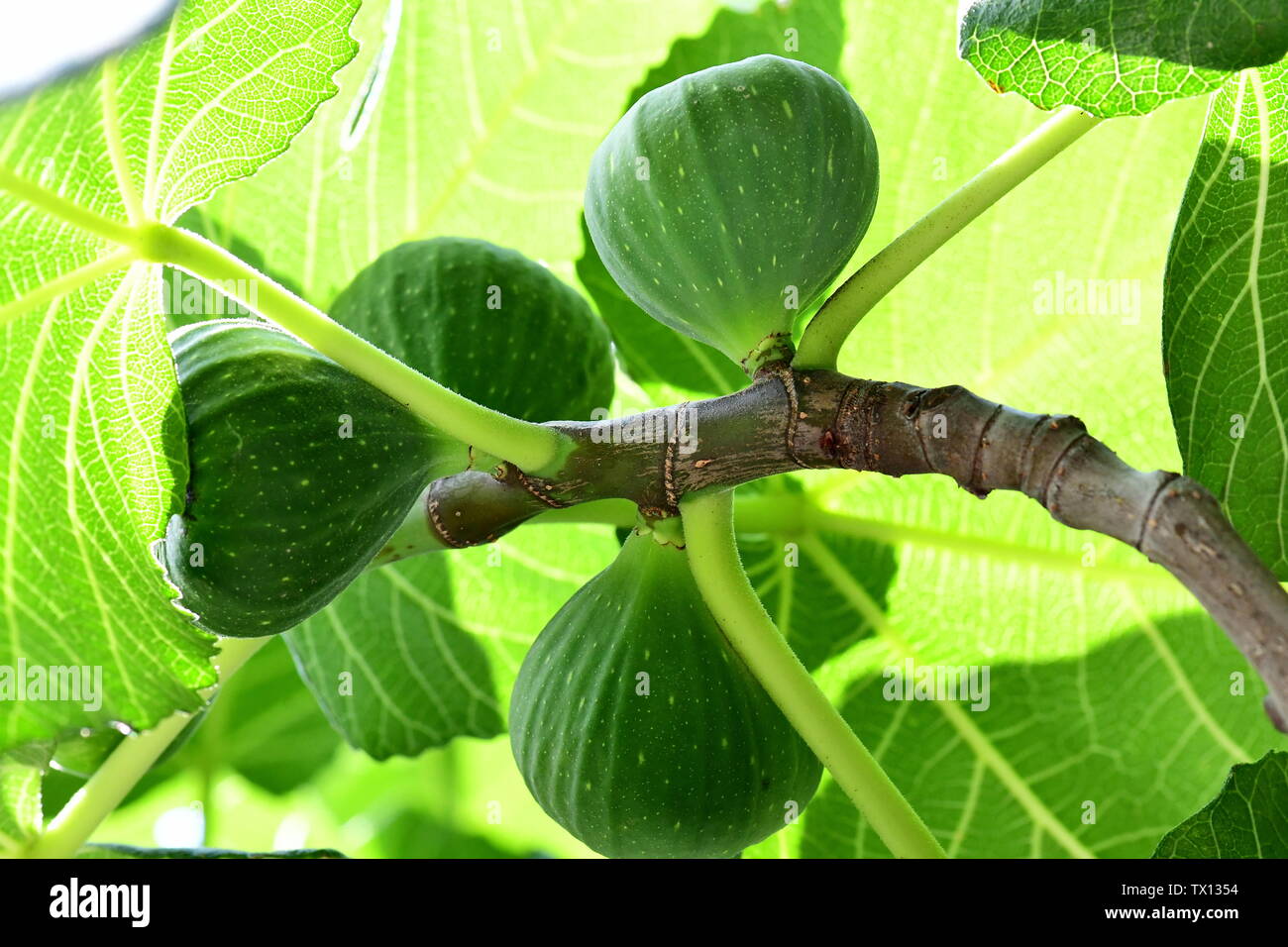Green fig on the figtree Stock Photo - Alamy