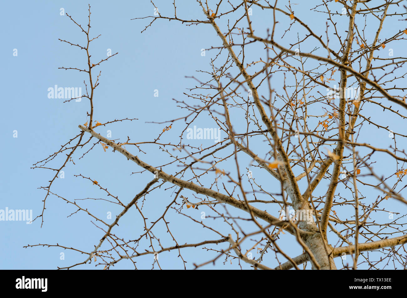 A branch of a ginkgo tree that loses all its leaves in early winter ...