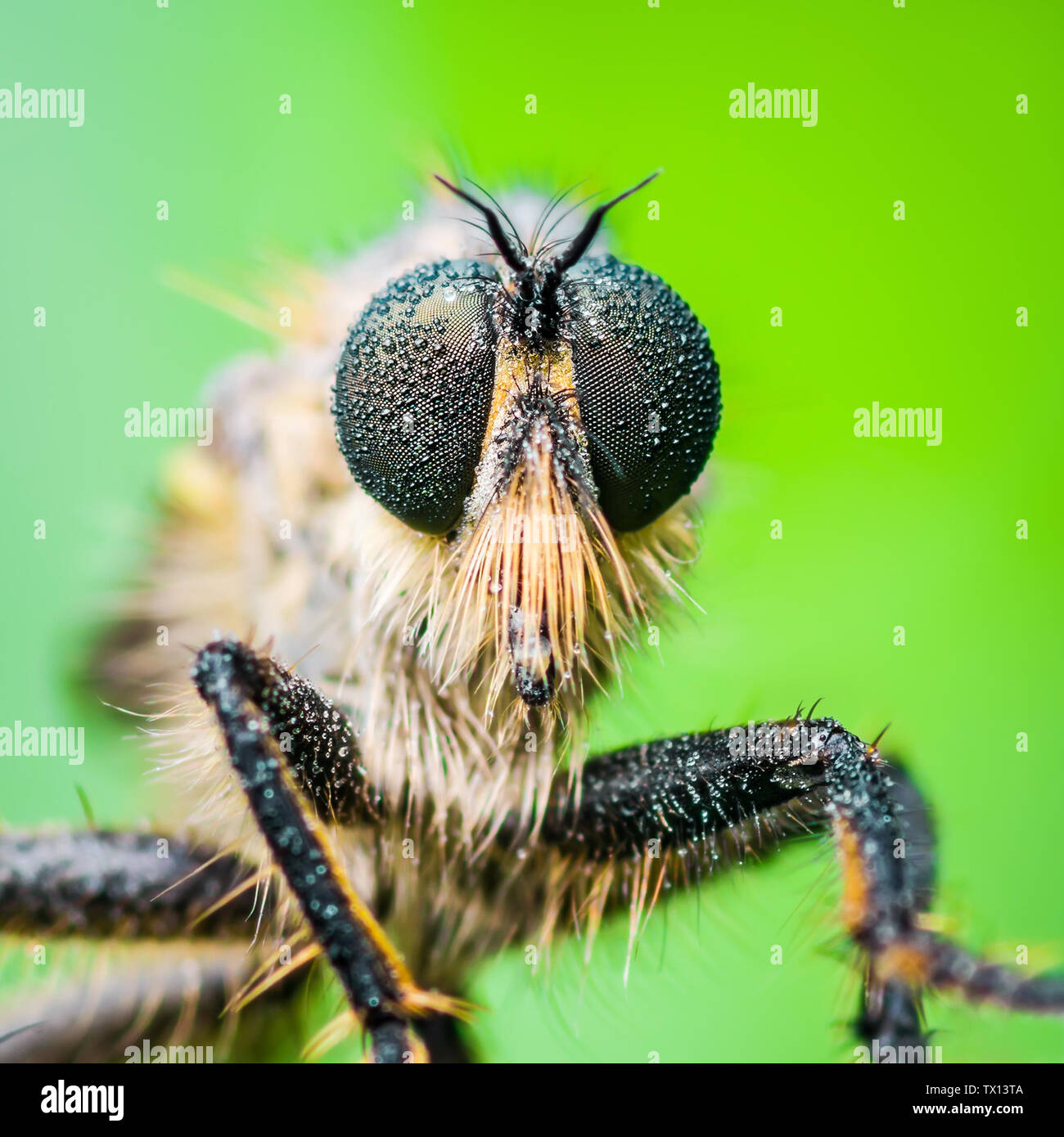 Insect predator hi-res stock photography and images - Alamy