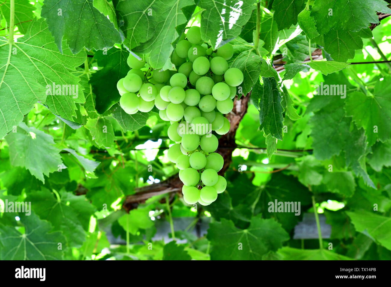 Grape tree hi-res stock photography and images - Alamy