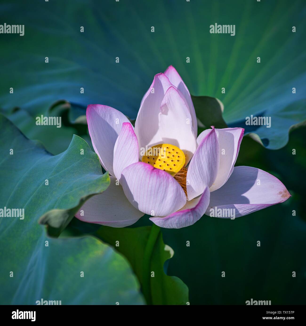 Bajiao hi-res stock photography and images - Alamy