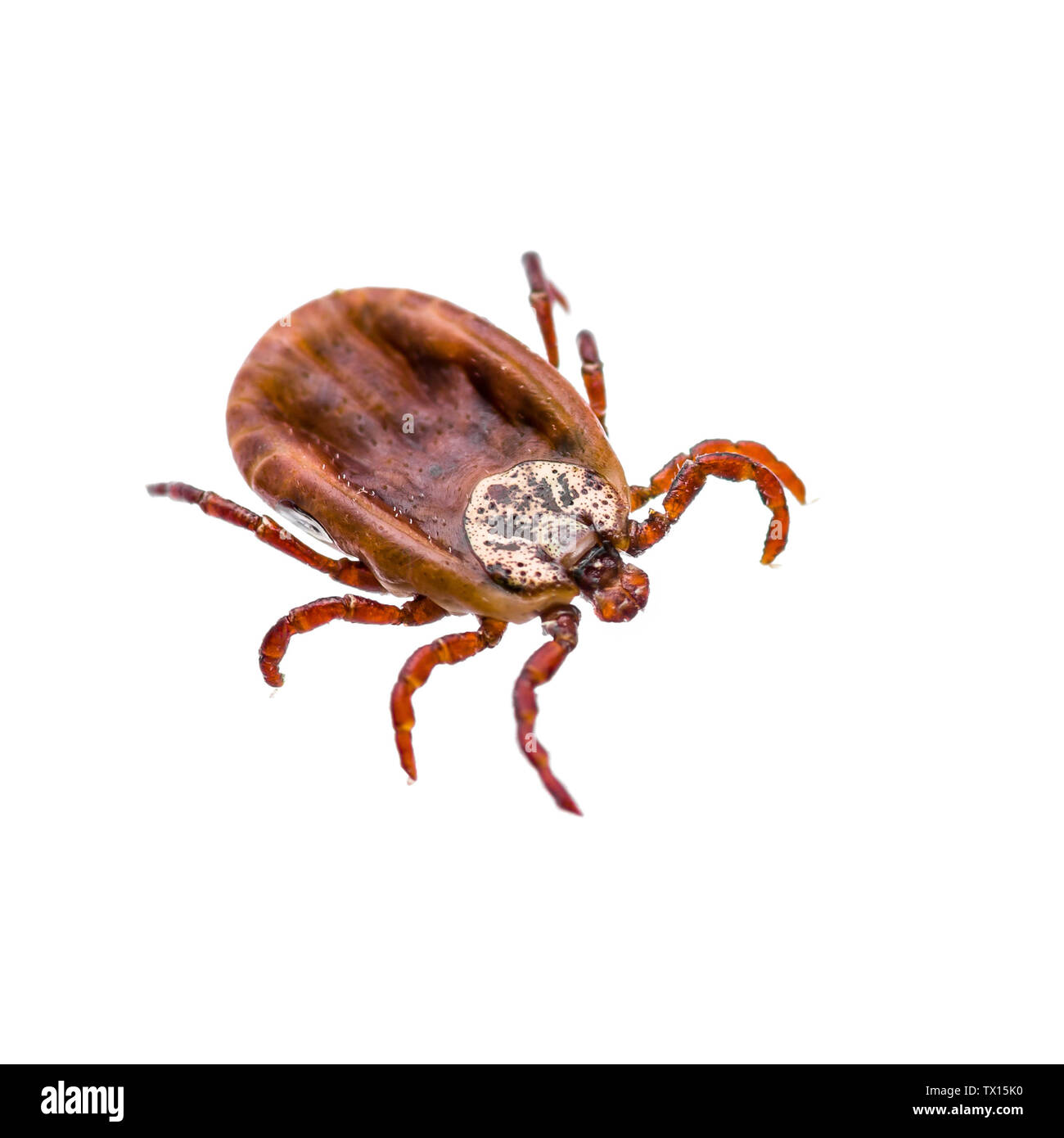 Encephalitis Virus or Lyme Disease Infected Dermacentor Tick Arachnid ...