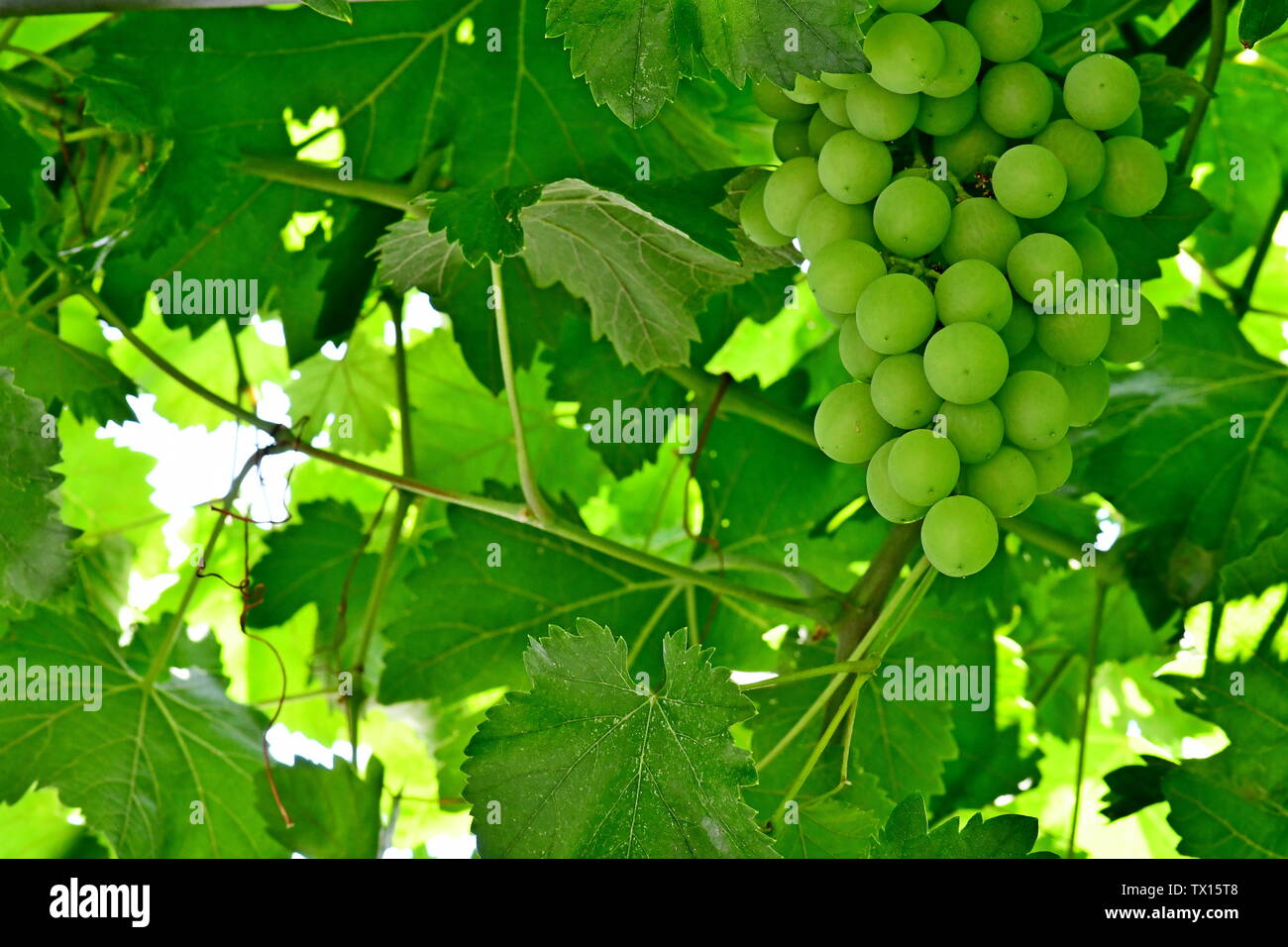 Grape tree hi-res stock photography and images - Alamy