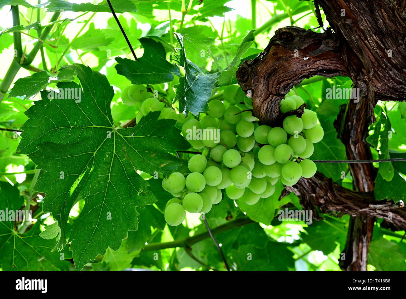 Green Grapes on the grape tree Stock Photo - Alamy