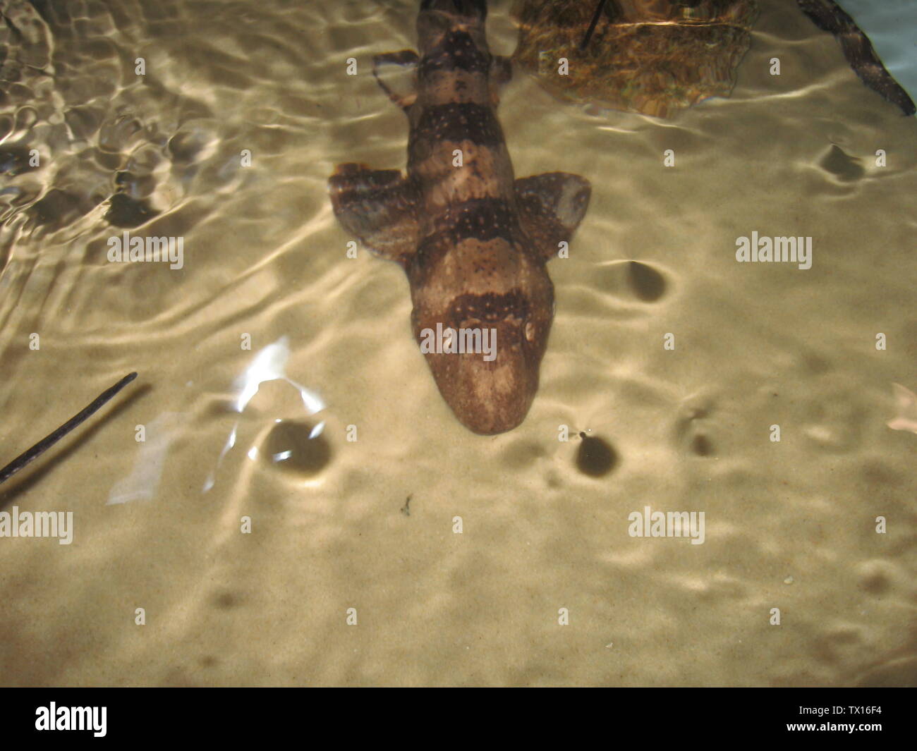 Chiloscyllium plagiosum hi-res stock photography and images - Alamy