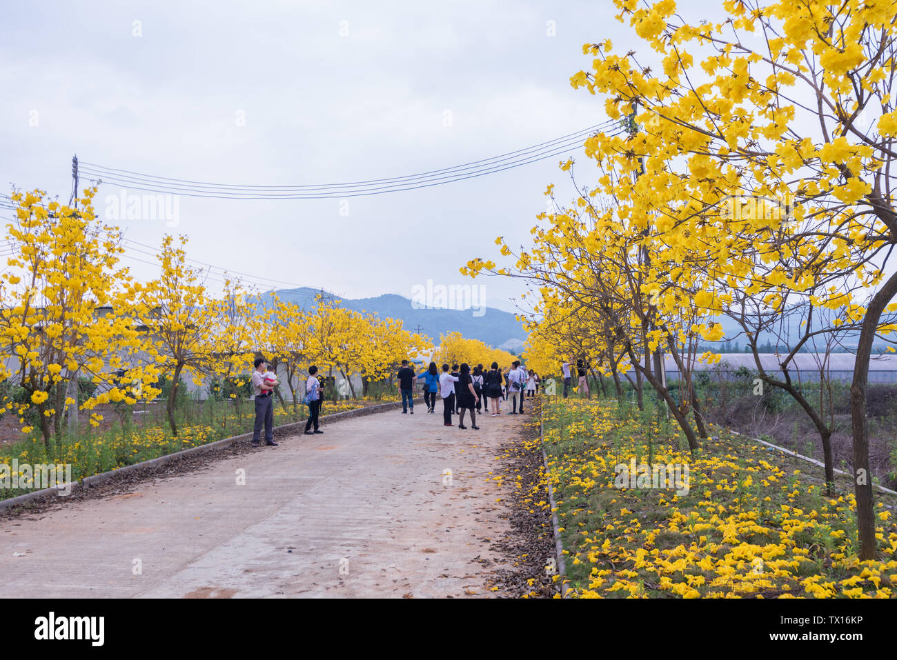 Huanghua Feng Suzuki in Wengyuan Core Area of Wengyuan Modern ...