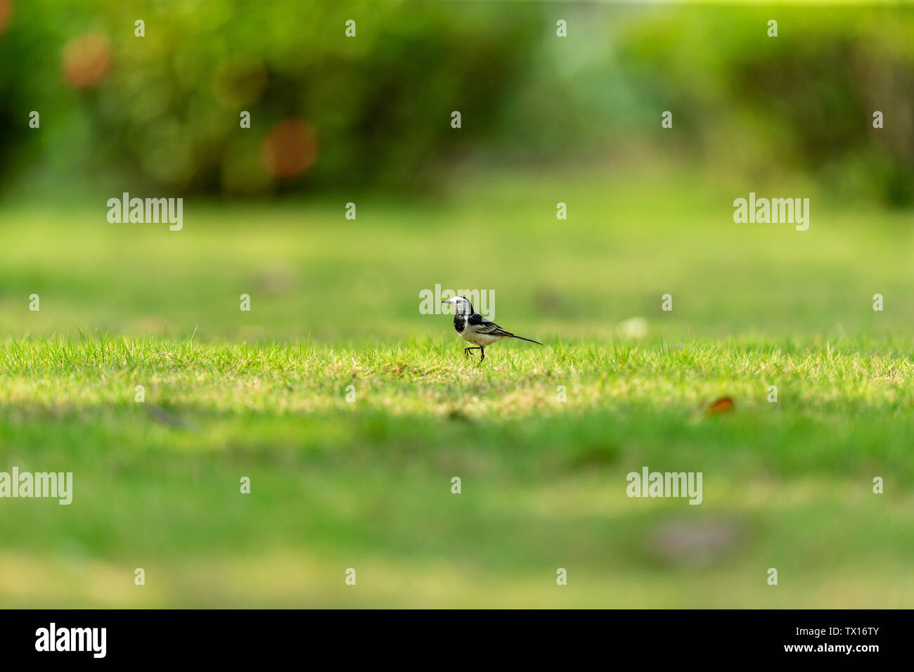 Bird birds lawn lawns hi-res stock photography and images - Alamy