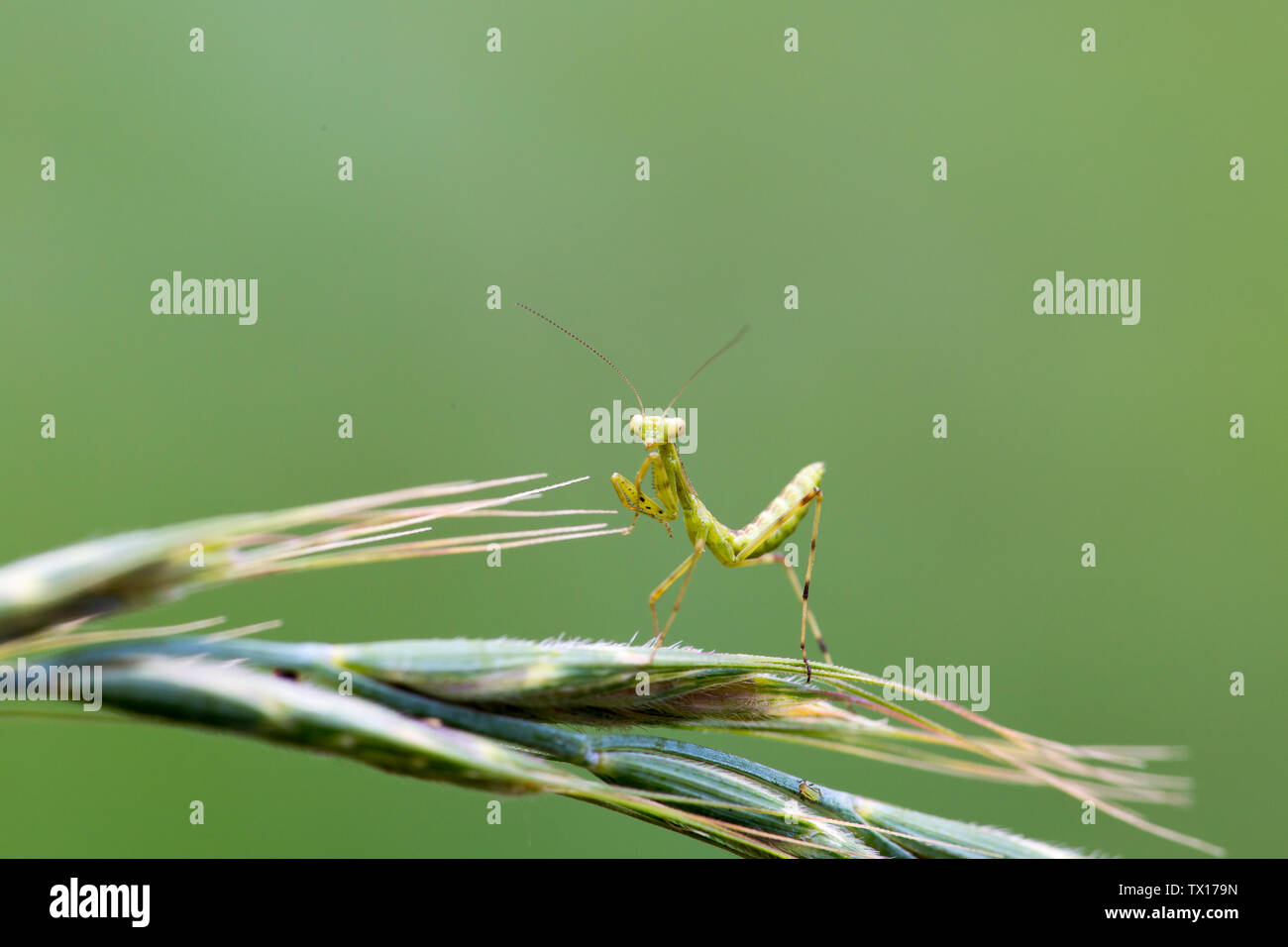 Little praying mantis Stock Photo - Alamy
