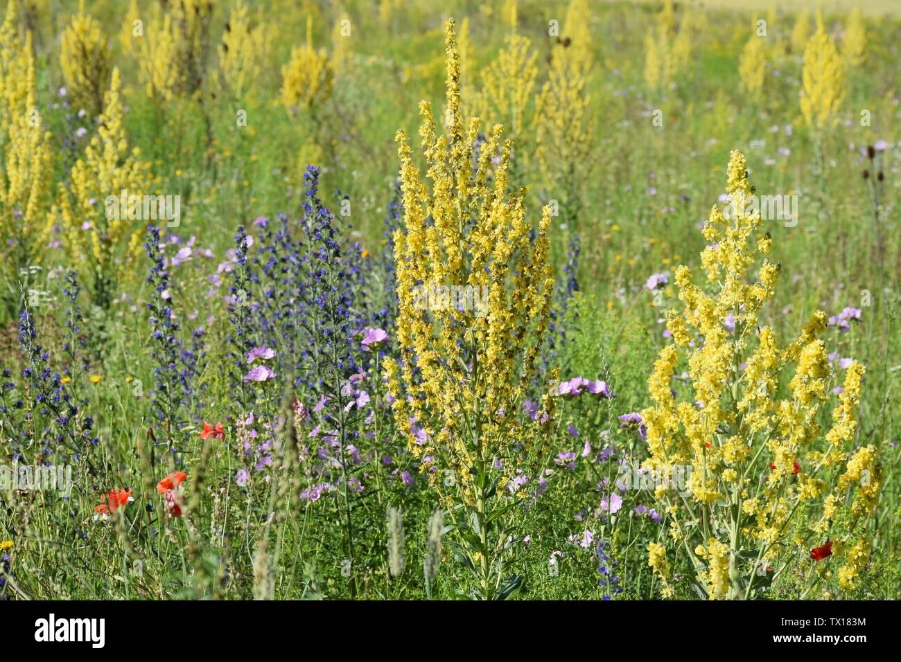 Mullein field hi-res stock photography and images - Alamy