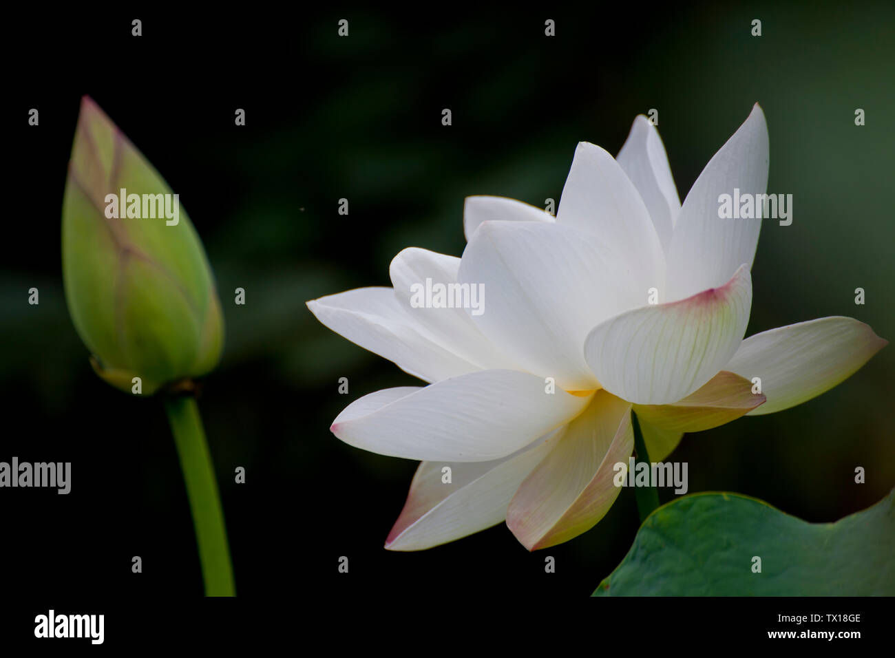 A set of creative pictures of lotus flowers Stock Photo - Alamy