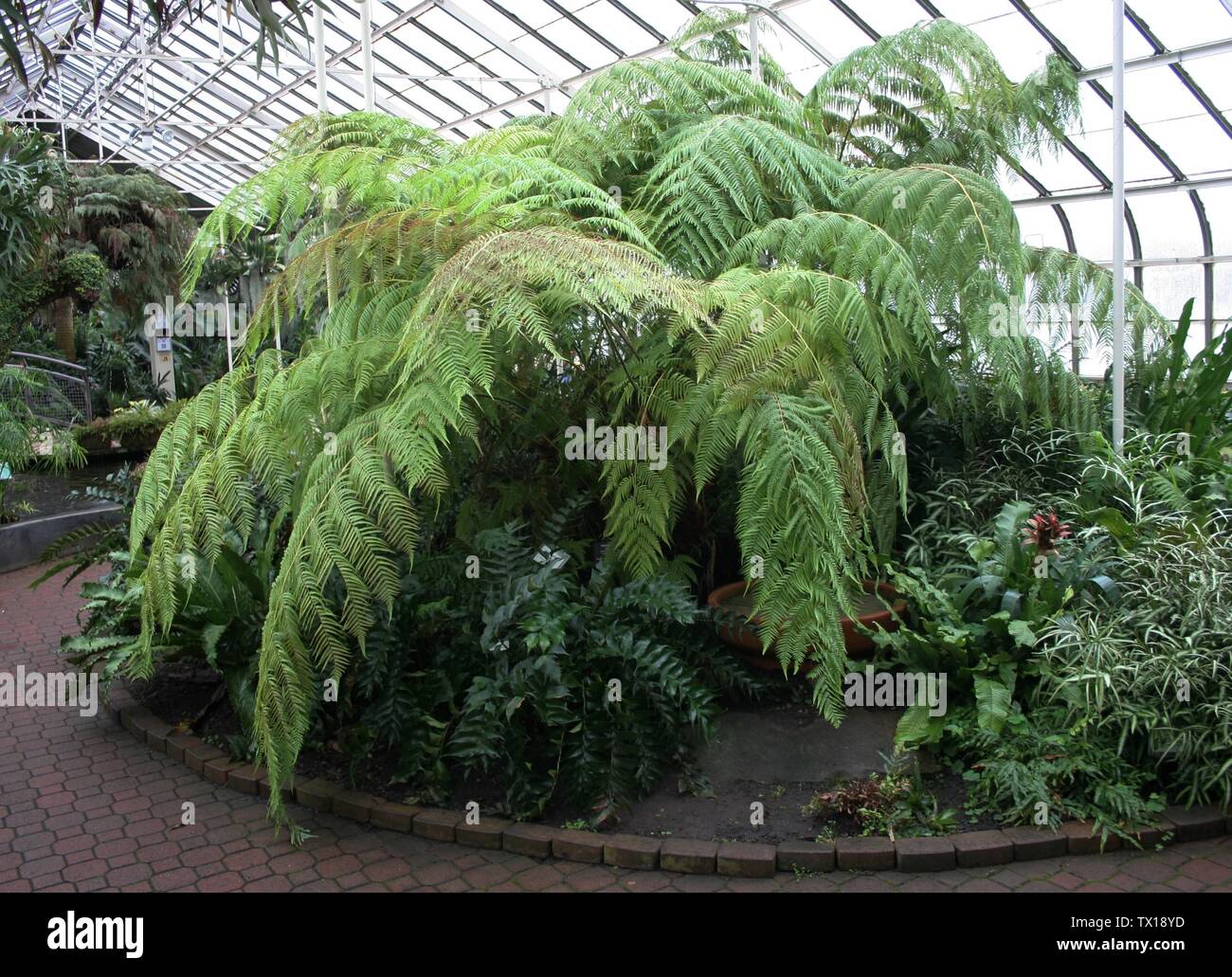Cibotium schiedei hi-res stock photography and images - Alamy