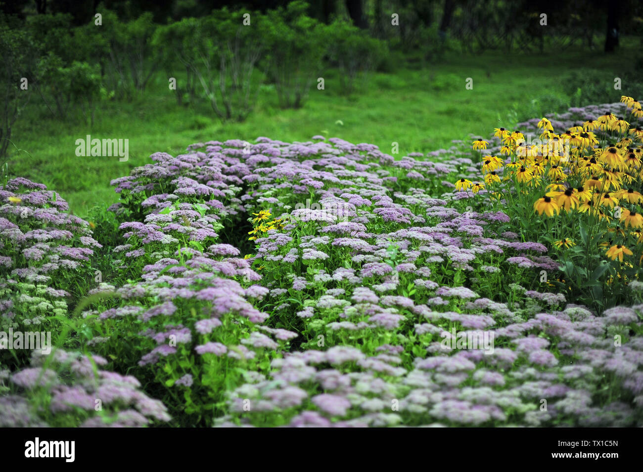 Spring forest flowers and plants picture Stock Photo - Alamy