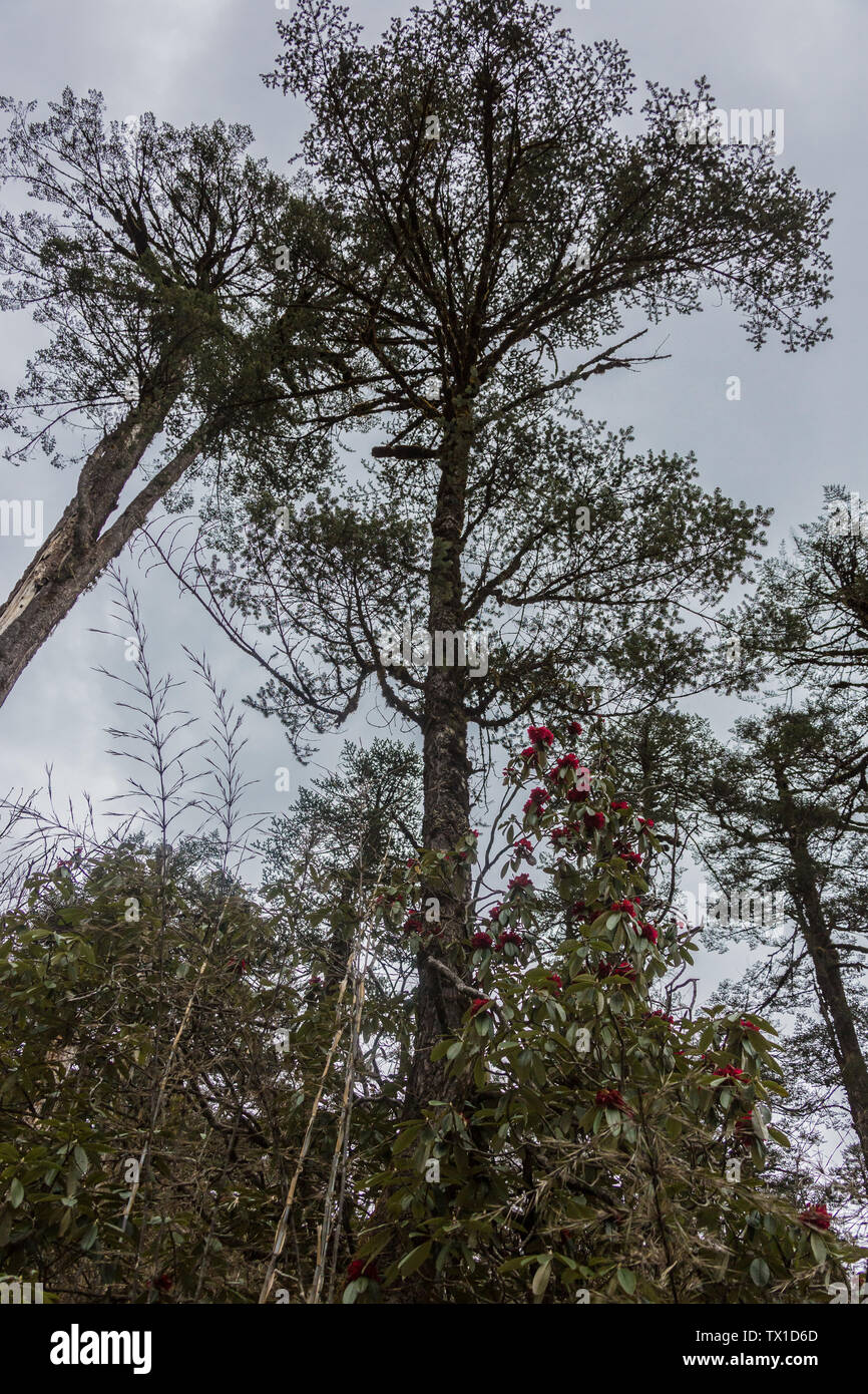 The forest scenery of Yingzhi Lulang, Tibet, China Stock Photo - Alamy