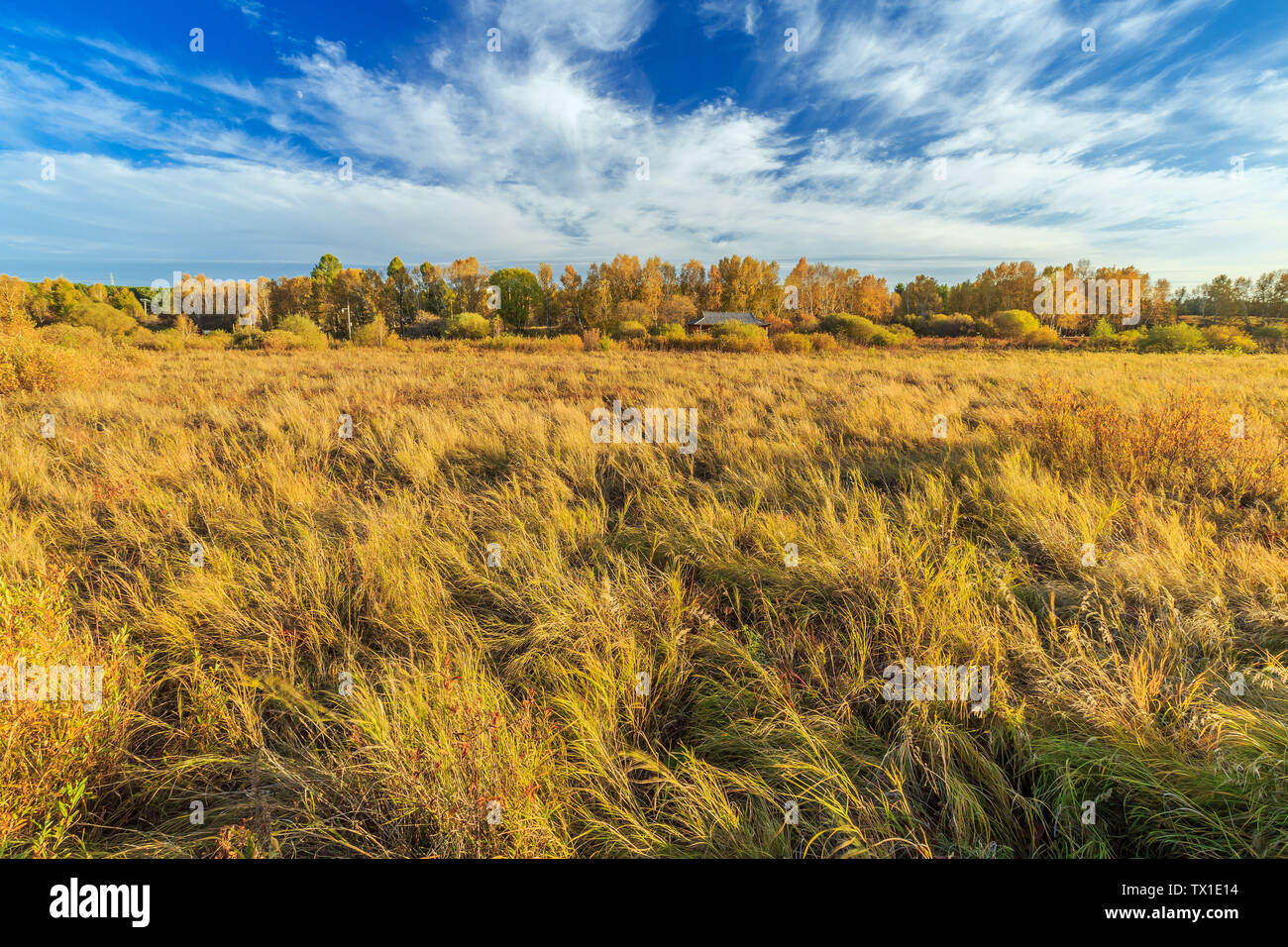 Autumn color on the grassland on the golden autumn dam Stock Photo - Alamy