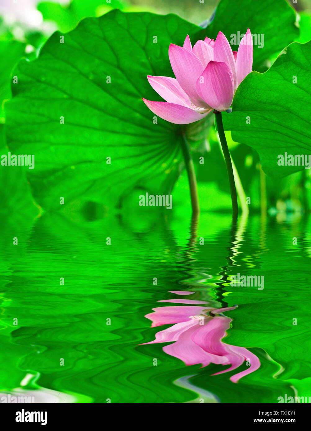 Sacred water lily and aquatic plants and lotus hi-res stock photography ...