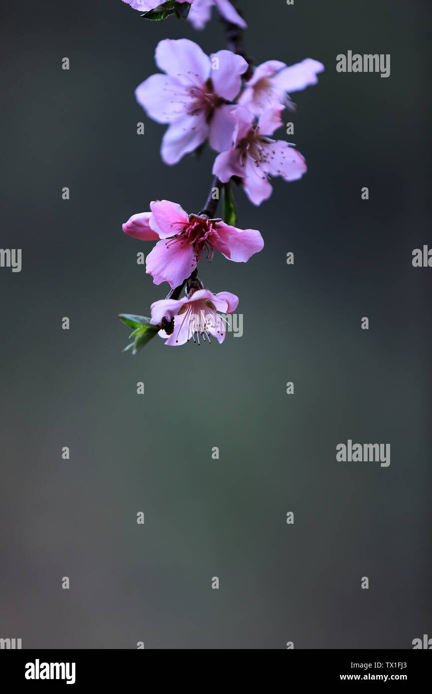 Spring is coming and peach blossoms are in full bloom Stock Photo - Alamy
