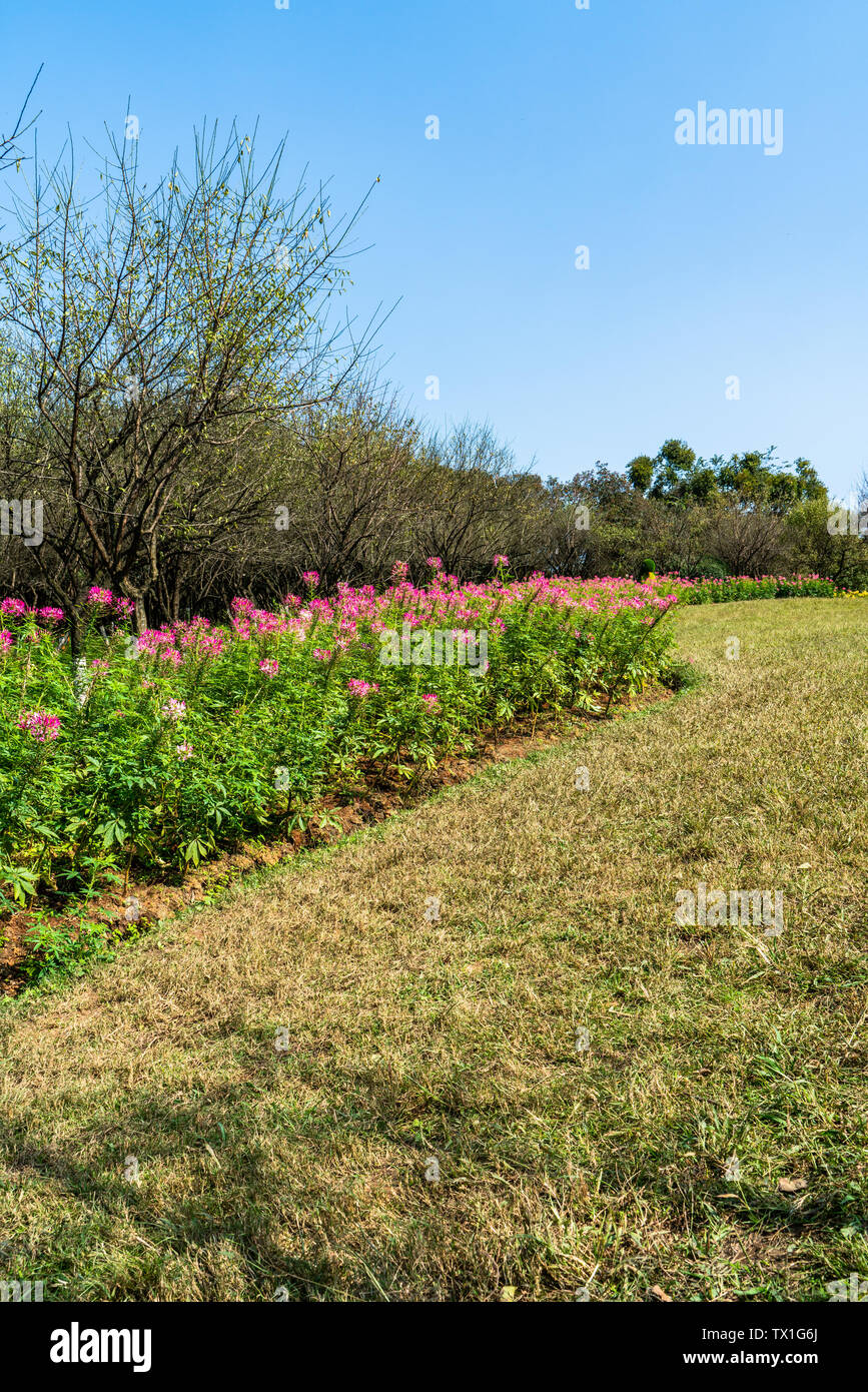 chengdu botanical garden Stock Photo - Alamy