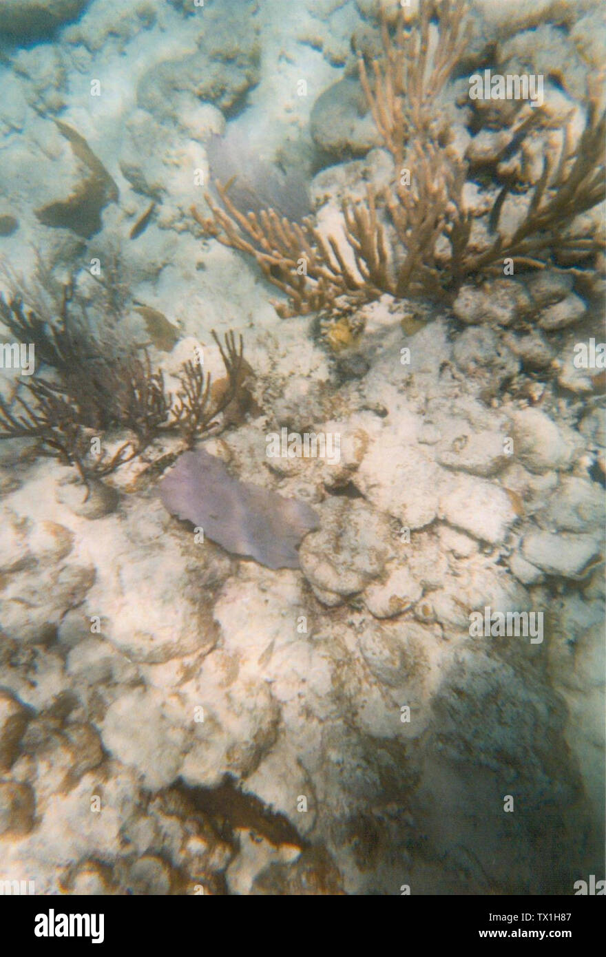 Coral reef on culebra hi-res stock photography and images - Alamy