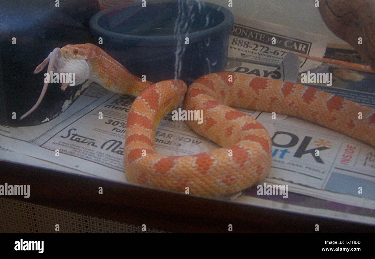 A corn snake eating a mouse hi-res stock photography and images - Alamy