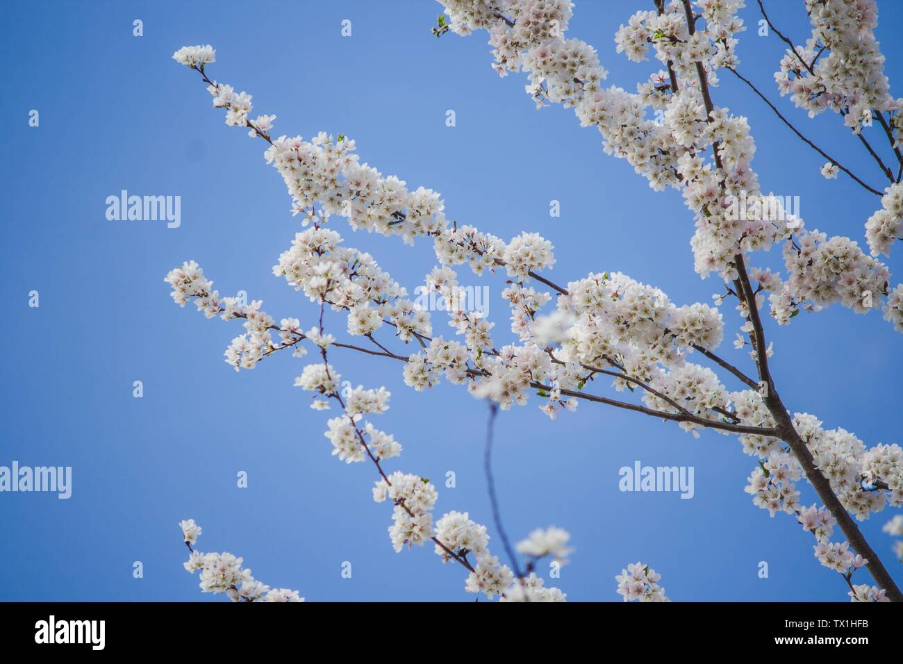 Beautiful white blooming tree with a beautiful blue natural background ...