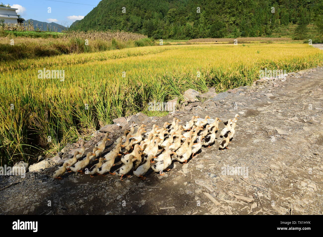 Spike ducks hi-res stock photography and images - Alamy