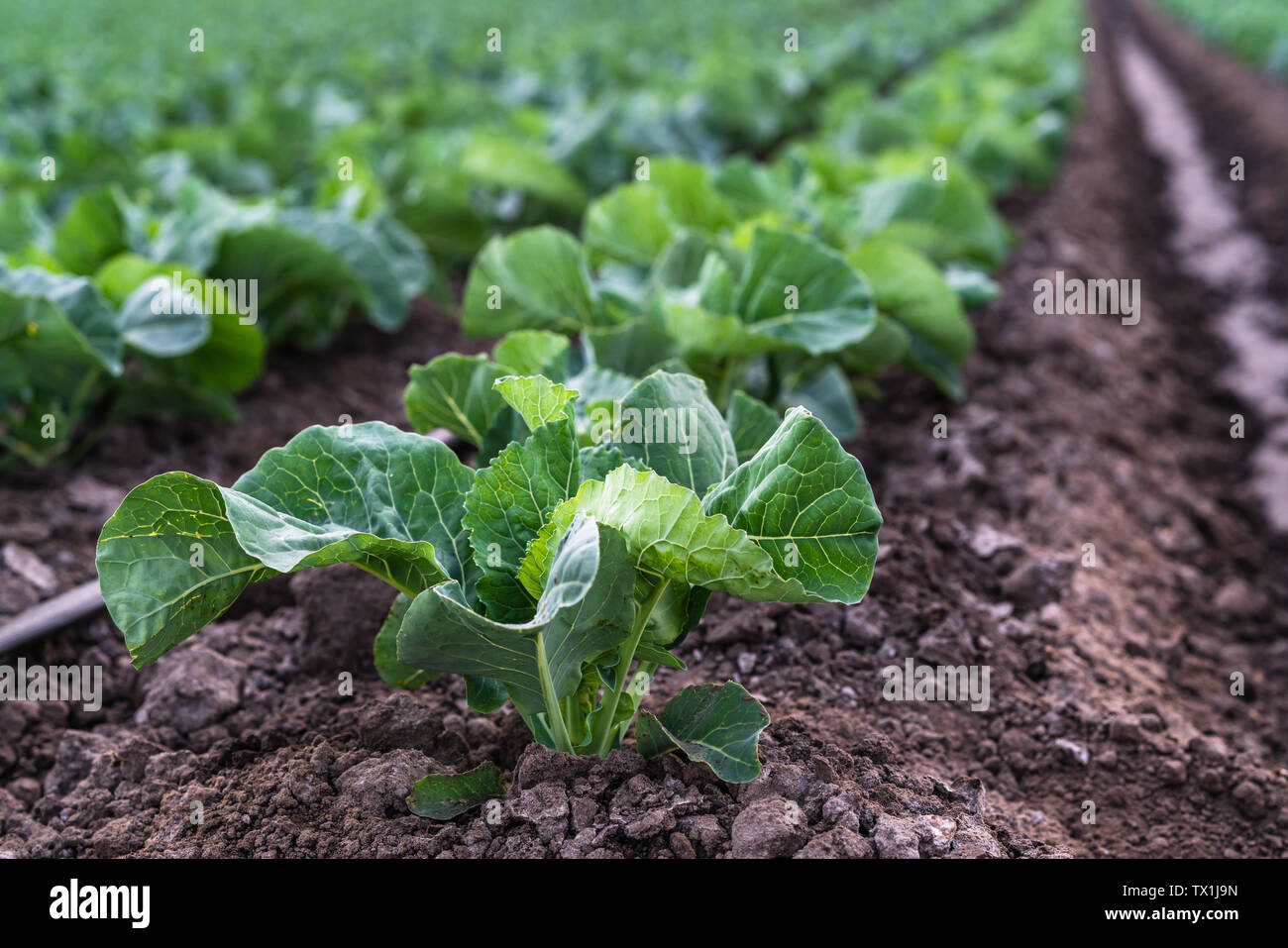 Irrigation Cabbage Field High Resolution Stock Photography and Images ...