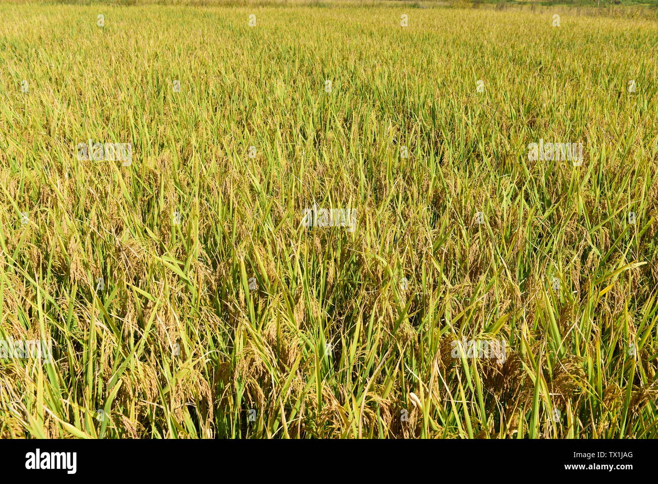 Spike of rice Stock Photo - Alamy