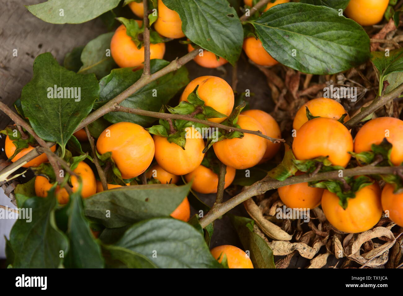 Rhubarb persimmon hi-res stock photography and images - Alamy