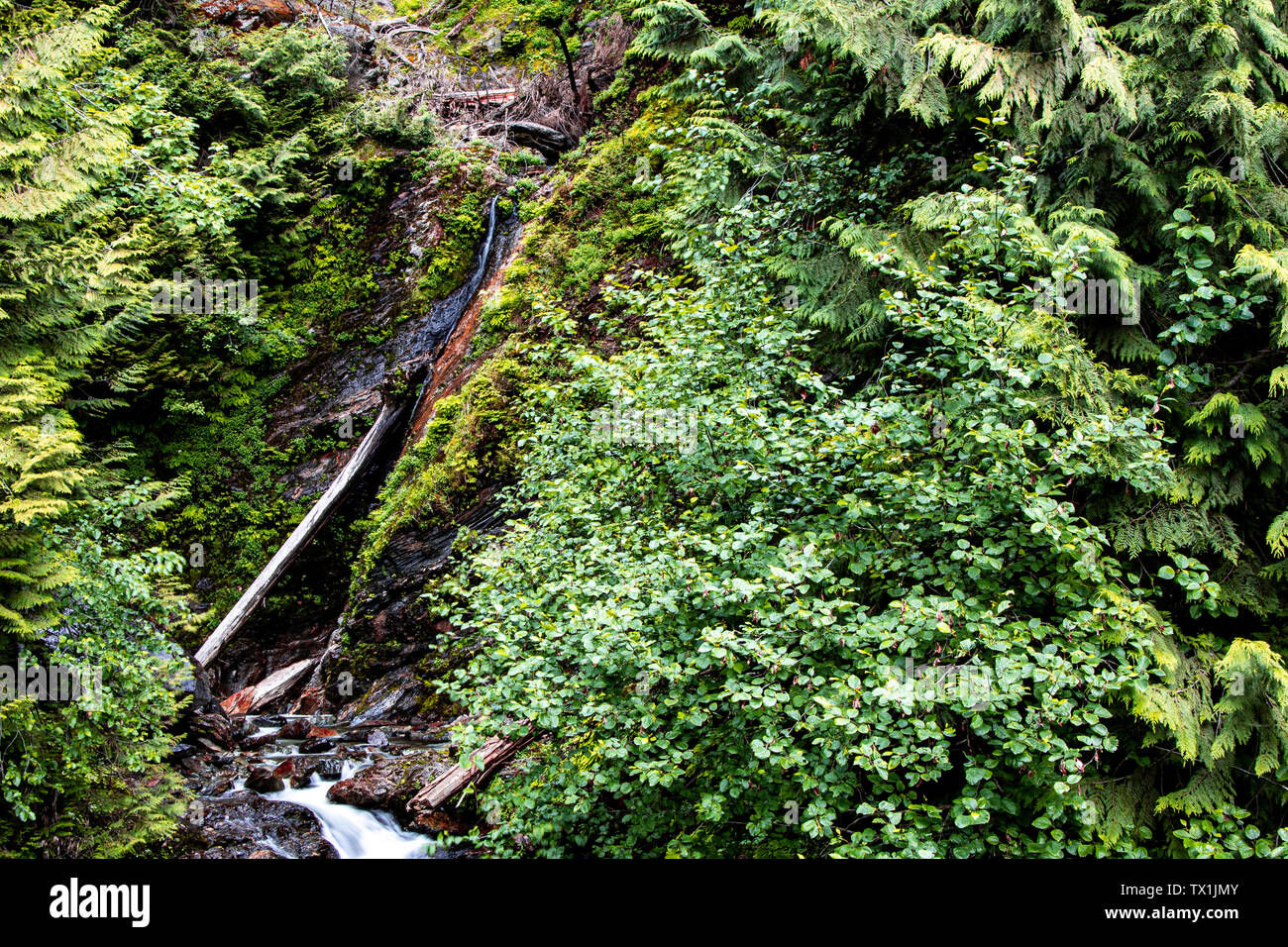 Water flowing along rocks in deep forest Stock Photo - Alamy