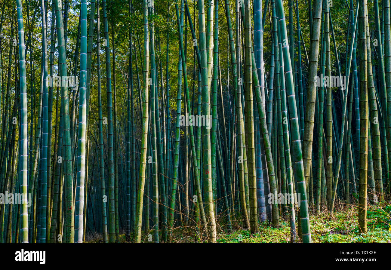 Bamboo forest Yunxi Bamboo Trail Stock Photo - Alamy