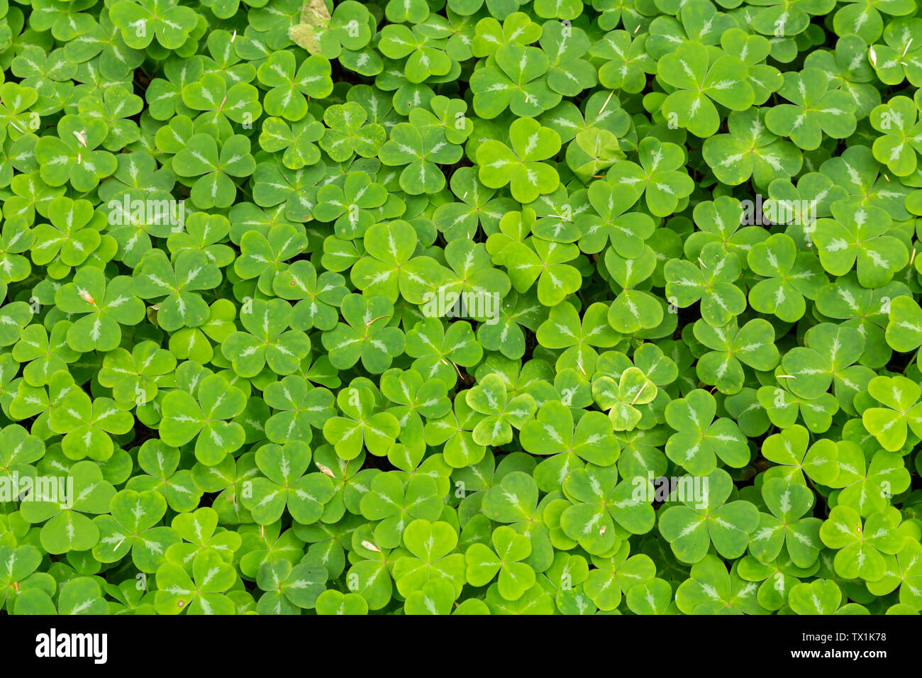 Lush forest ireland hi-res stock photography and images - Alamy