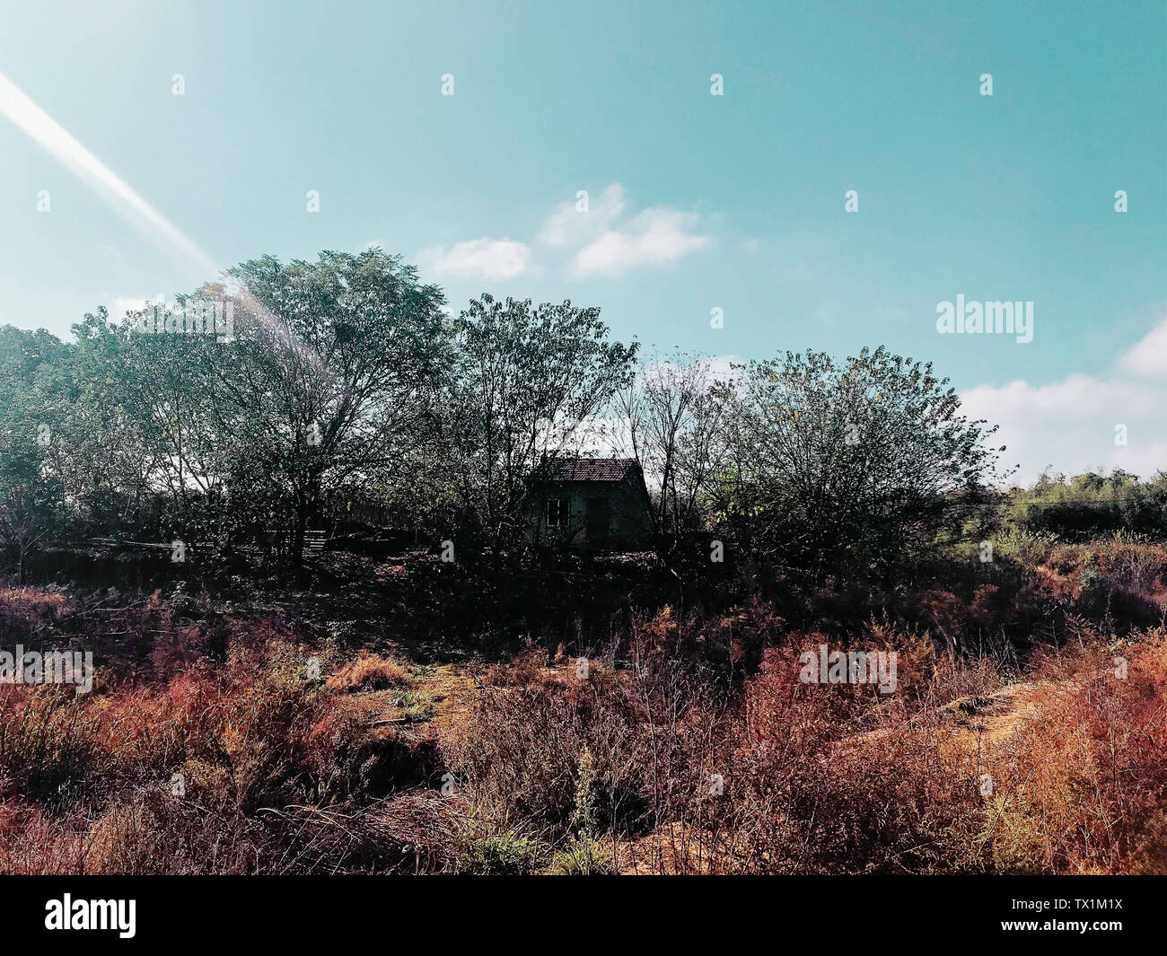 Hillside, dead grass, big trees and small houses Stock Photo - Alamy