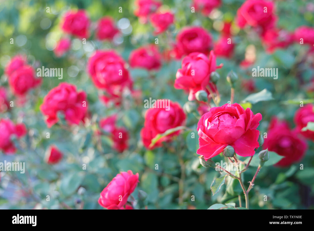 Many bushes of scarlet garden roses in spring Stock Photo - Alamy
