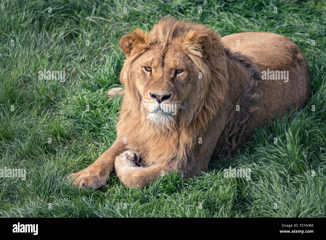 Majestic lion stands hi-res stock photography and images - Alamy